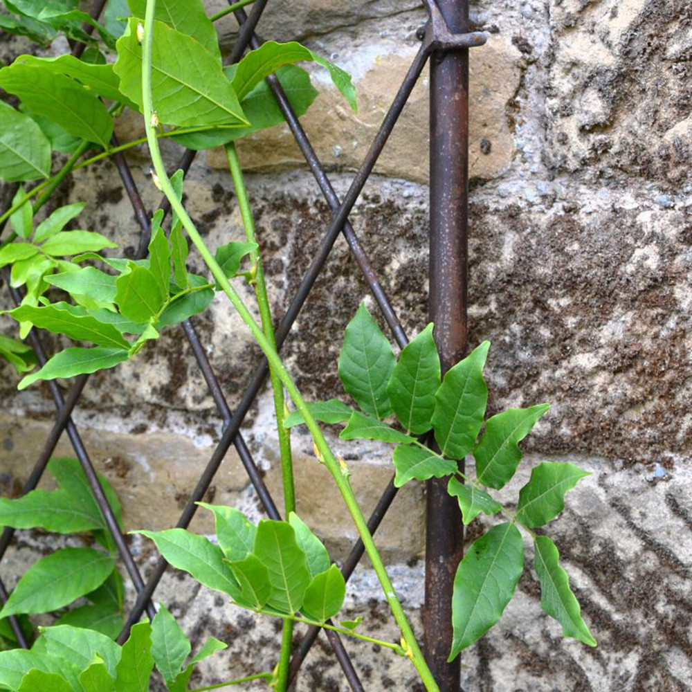 Latticed Wall Trellis |Climbing Plant Supports | Sarah Raven