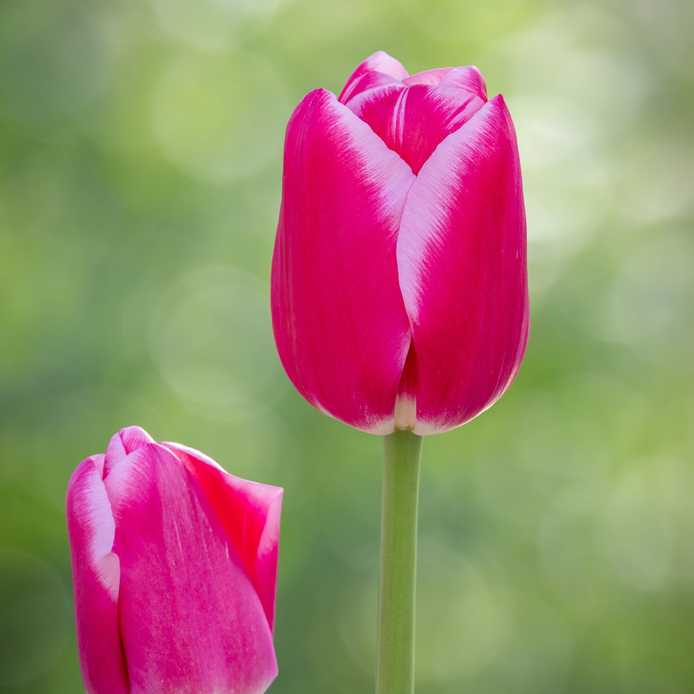 Buy Tulip 'Dutch Delight' | Tulip Bulbs | Sarah Raven