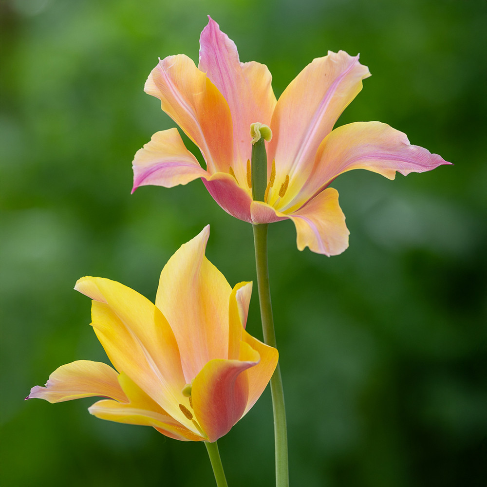 Buy Tulip 'Marianne' | Lily-Flowered Tulip Bulbs | Sarah Raven