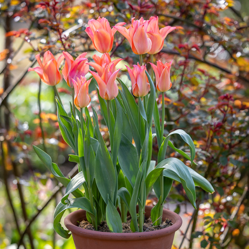 Buy Tulip 'Marianne' | Lily-Flowered Tulip Bulbs | Sarah Raven