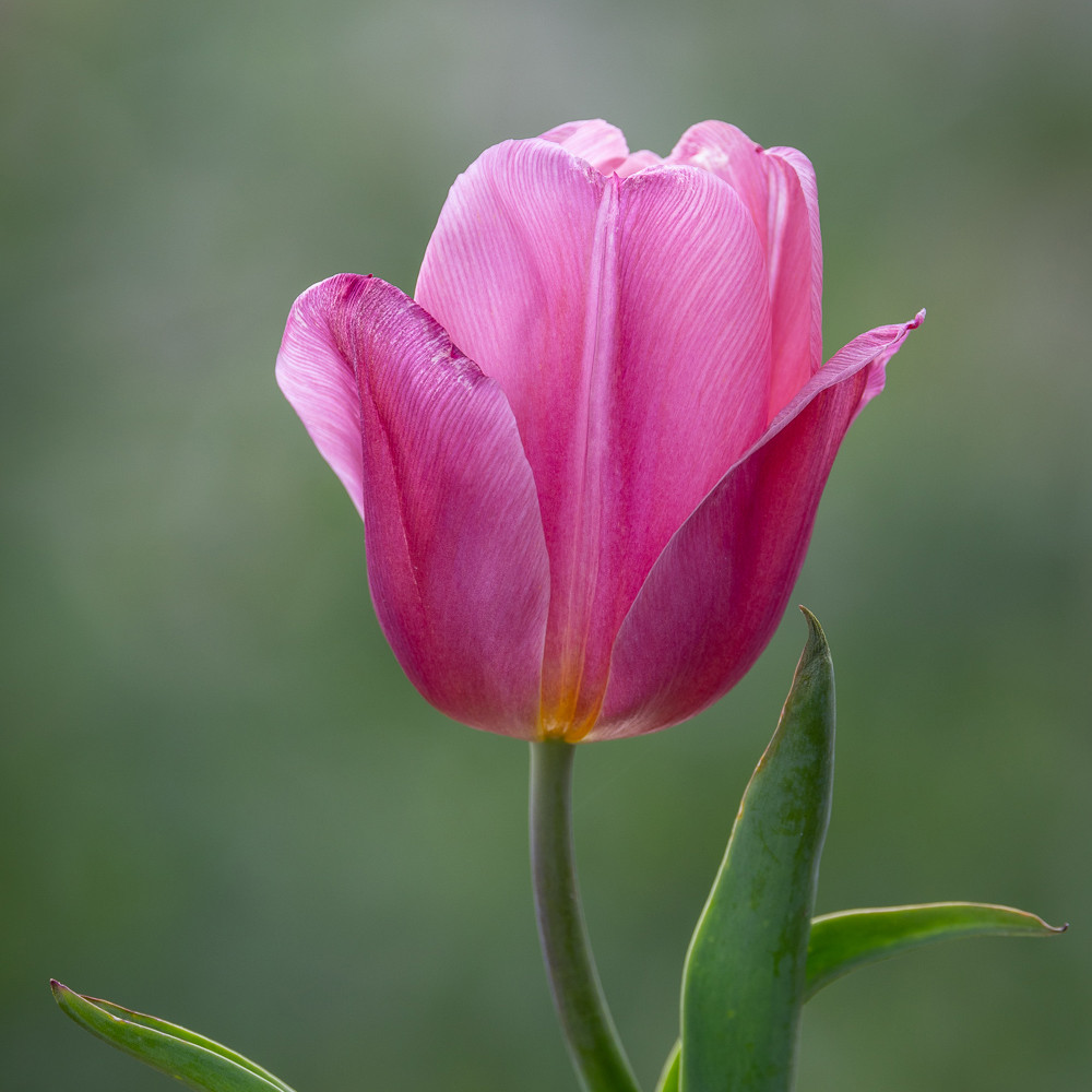 Buy Tulip 'Copex Pink' | Triumph Tulip Bulbs | Sarah Raven