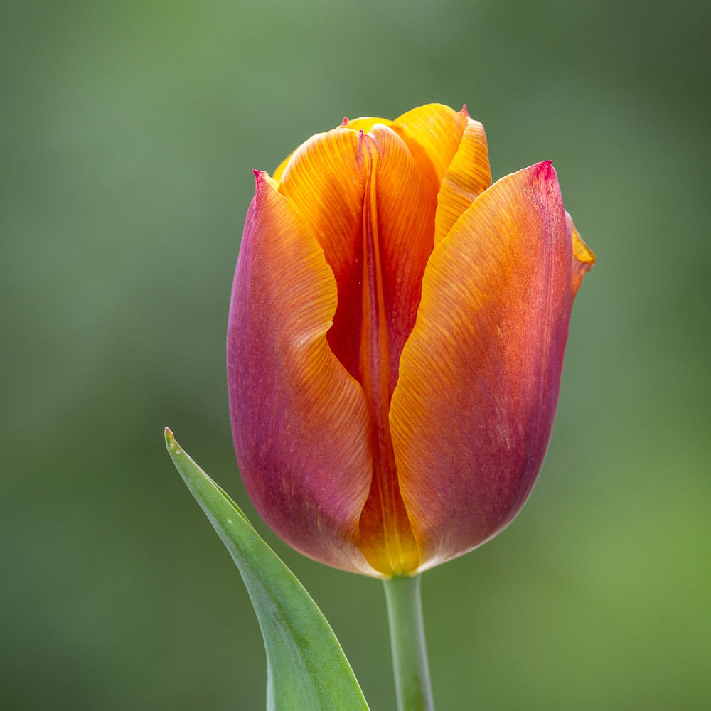 Buy Tulip 'Copex Cairo' | Triumph Tulip Bulbs | Sarah Raven