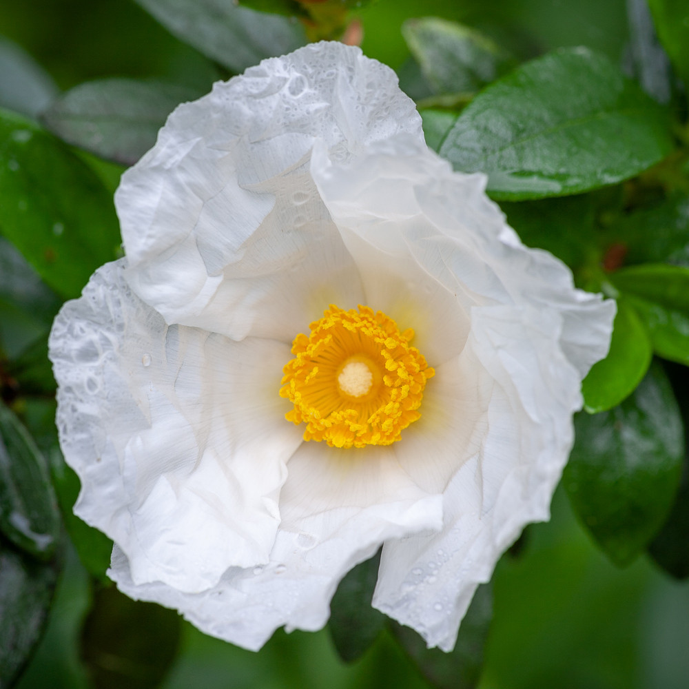 Buy x Halimiocistus sahucii | Sahuc Rock Rose | Sarah Raven