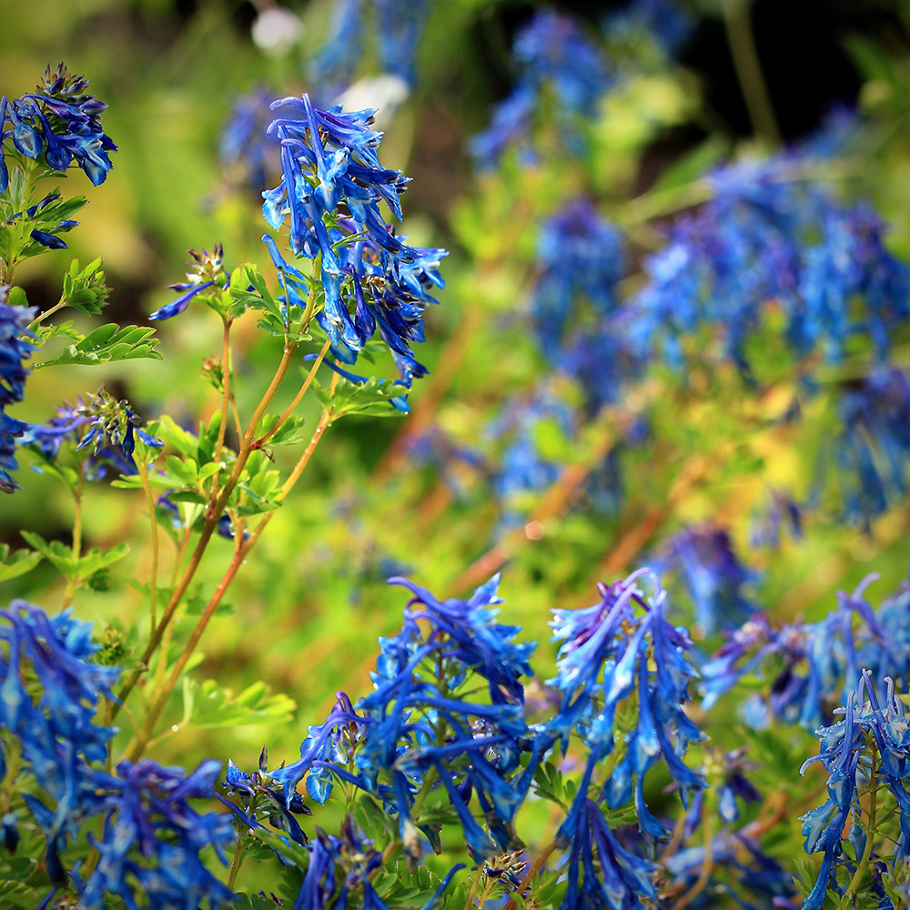 Buy Corydalis calycosa | Hardy Perennials | Sarah Raven