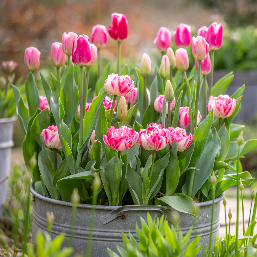 Buy Tulip 'Love Game' | Double Early Tulip | Sarah Raven