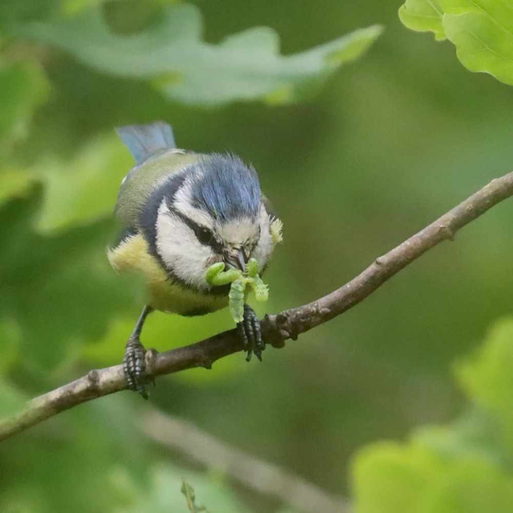 Demo and Dinner Evening - Birds with Adam Nicolson at Perch Hill Farm ...