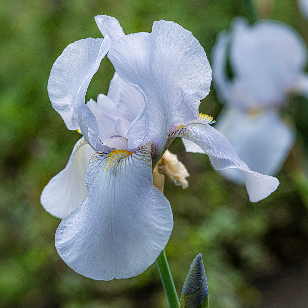 Buy Iris germanica 'Melbourne Hall Ghost' | Bearded Iris | Sarah Raven