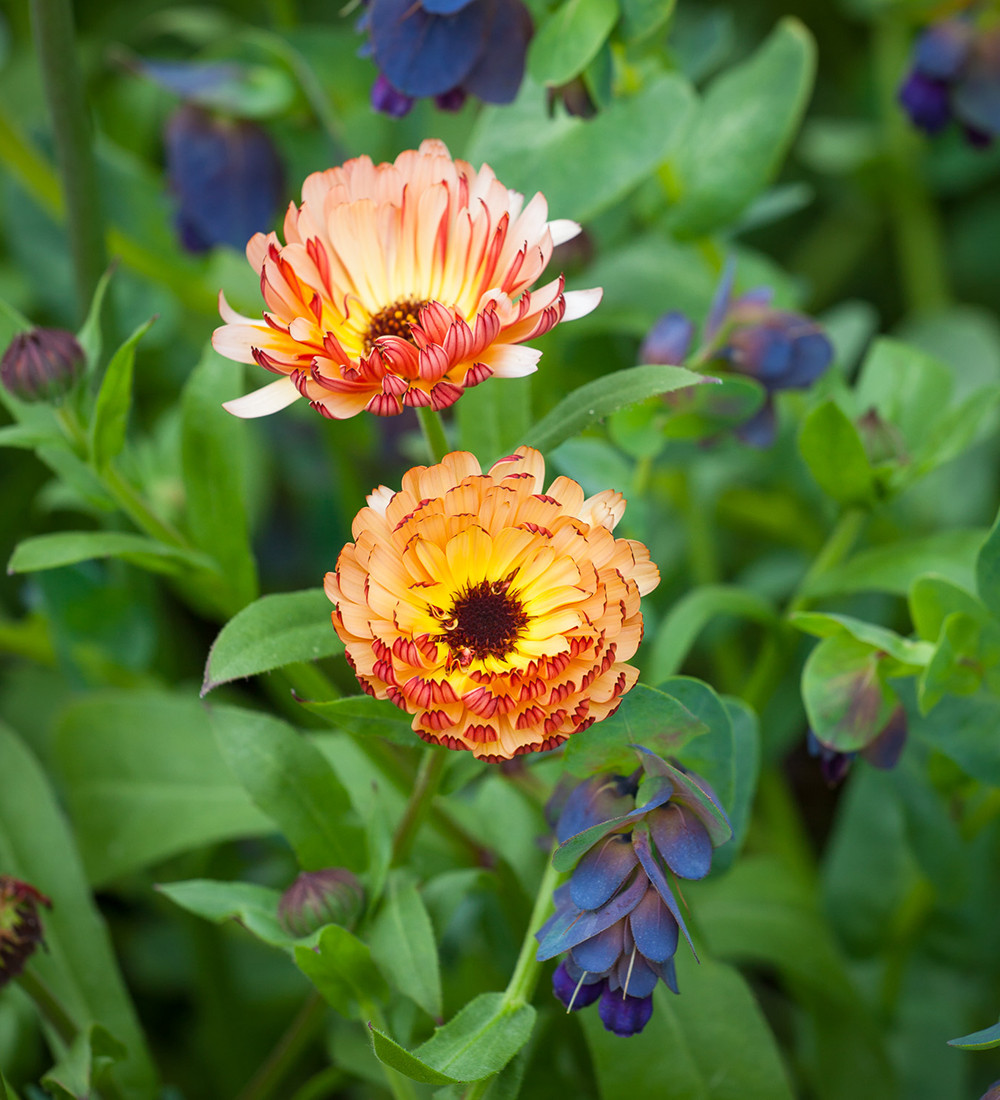Calendula officinalis 'Sunset Buff' | Sarah Raven
