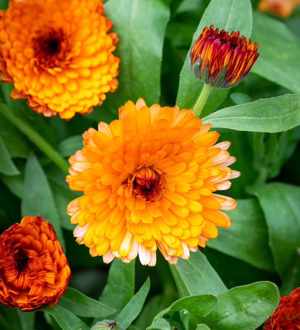 Buy Calendula officinalis 'Touch of Red Mix' | Sarah Raven