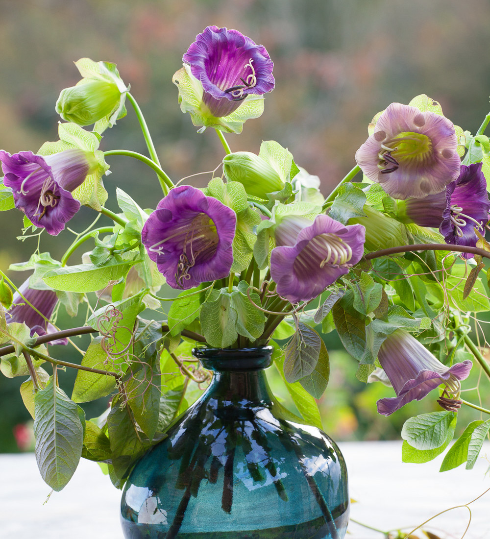 Buy Cobaea Scandens 'Purple' | Cup & Saucer Vine | Sarah Raven