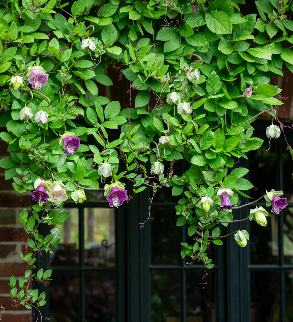 Buy Cobaea Scandens 'Purple' | Cup & Saucer Vine | Sarah Raven