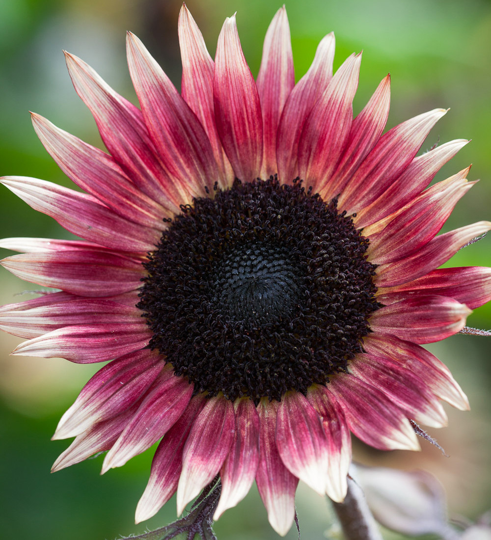 Buy Helianthus annuus 'Ms Mars' seeds | Sarah Raven