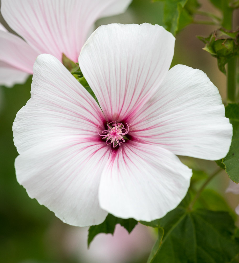 Buy Lavatera trimestris 'New Dwarf Pink Blush' | Sarah Raven