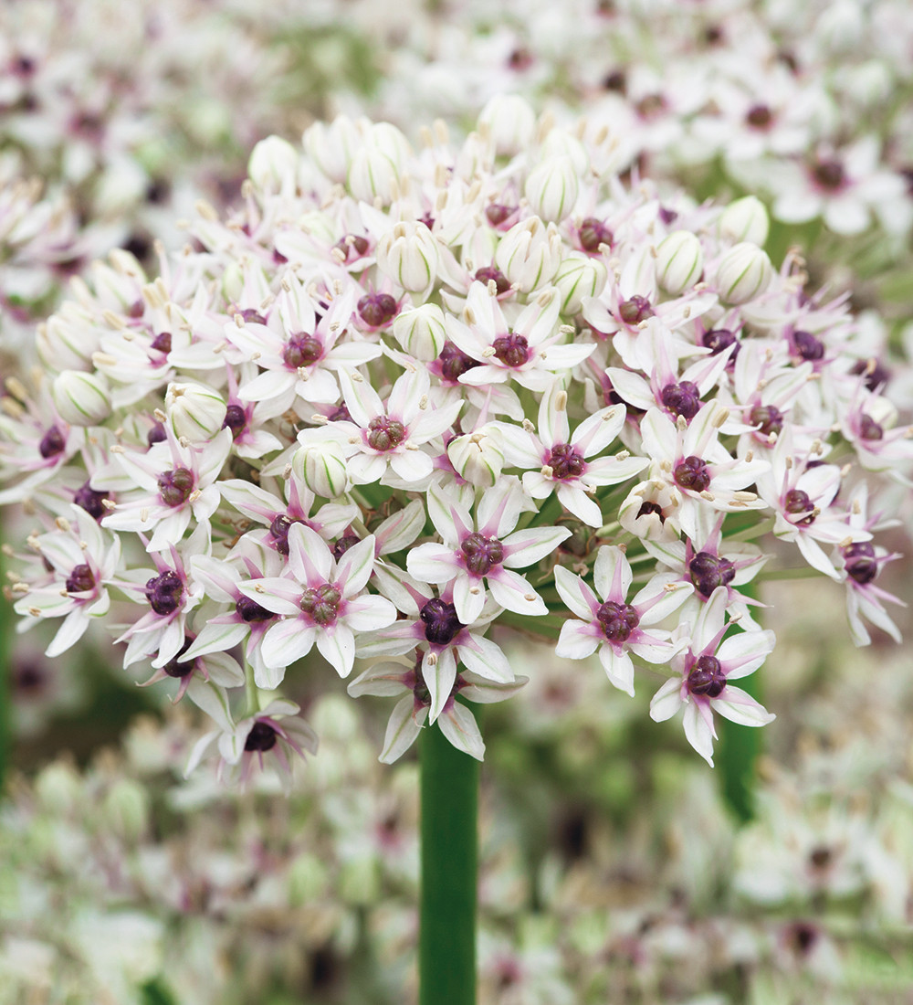 Buy Allium basalticum 'Silver Springs' Bulbs | White & Pink Alliums ...