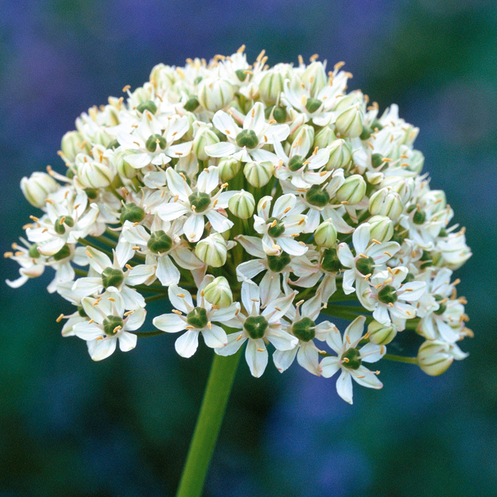White Allium Collection | White Allium Bulbs | Sarah Raven