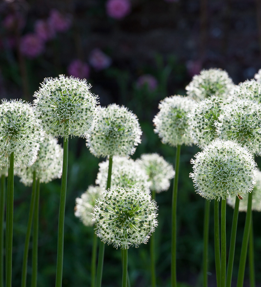 Buy Allium 'Mount Everest' Bulbs | Giant White Alliums | Sarah Raven