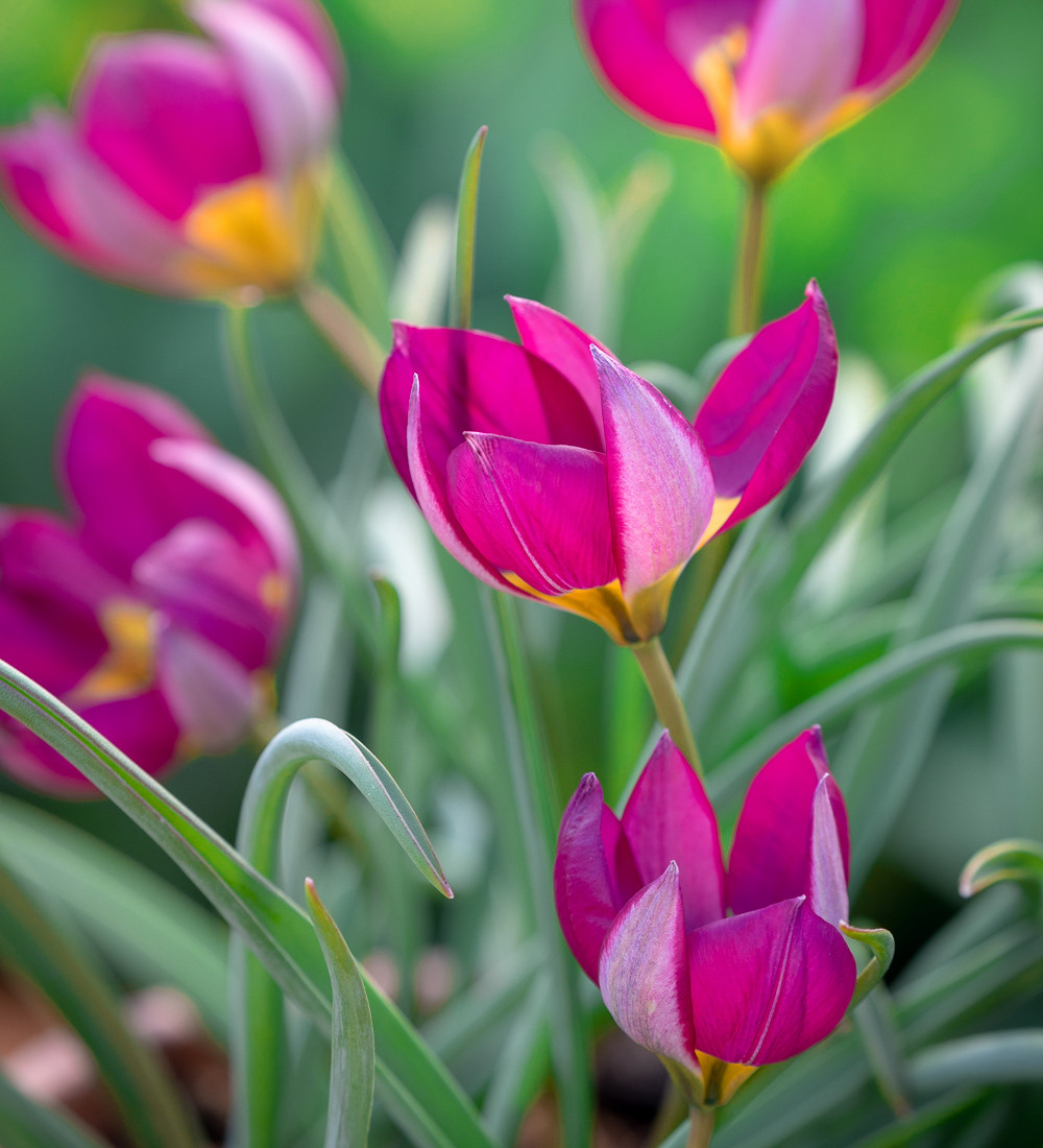 Buy Tulip humilis 'Persian Pearl' Bulbs | Species Tulip | Sarah Raven