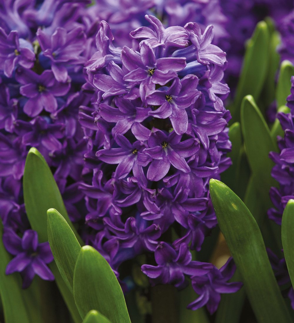The Jewel Hyacinth Collection | Hyacinth Bulbs | Sarah Raven