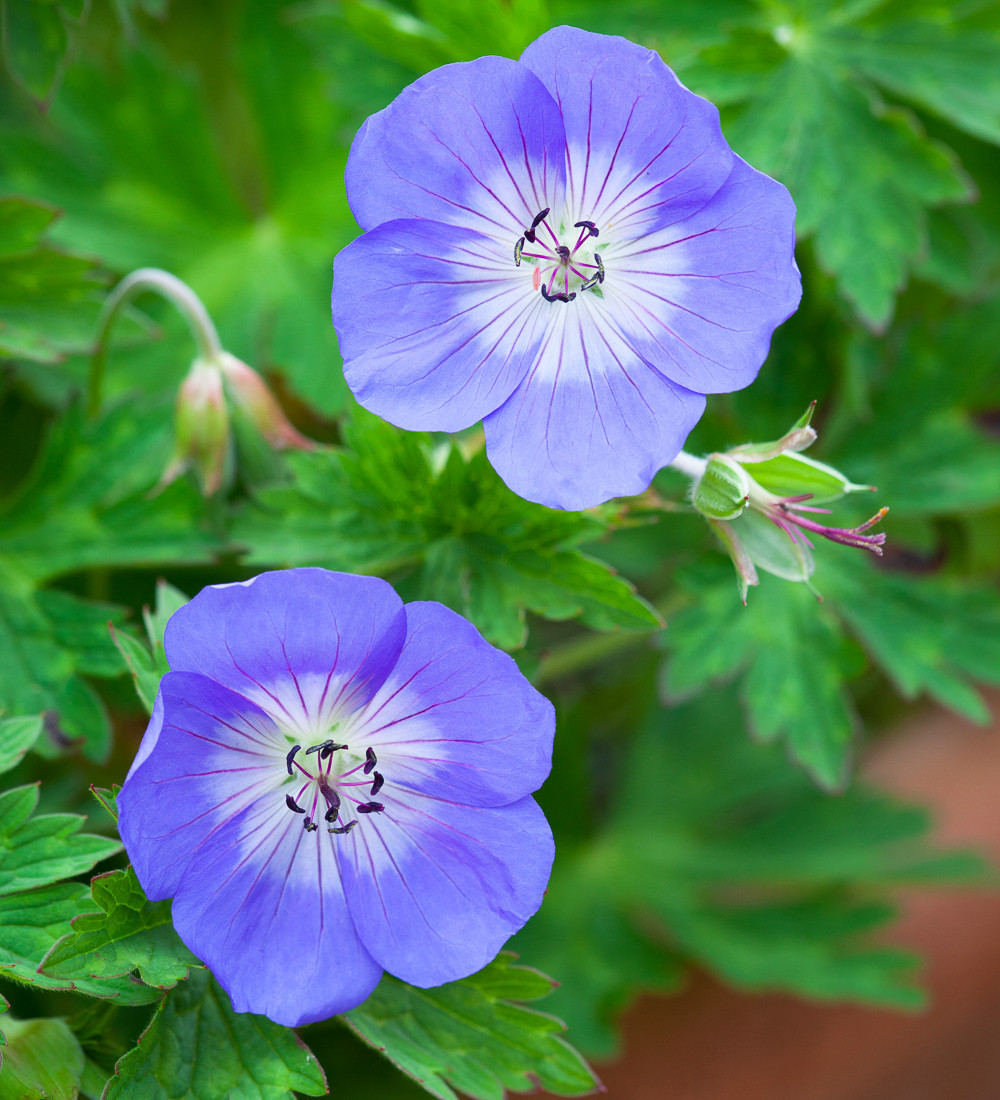 Buy Geranium 'Rozanne' | Cranesbill | Sarah Raven