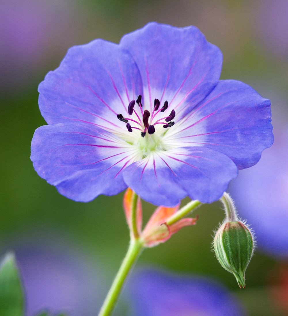 Buy Geranium 'Rozanne' | Cranesbill | Sarah Raven