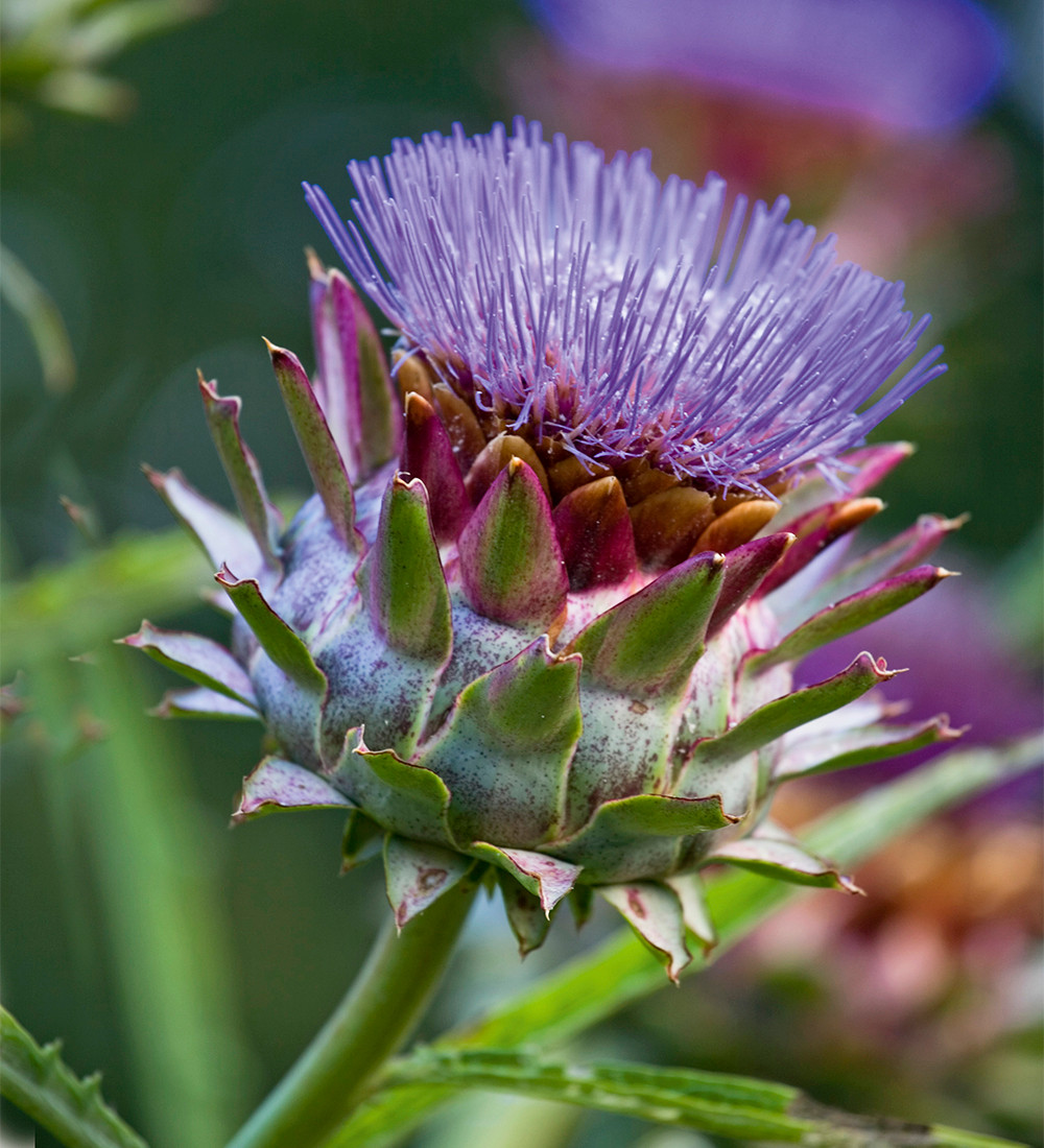 Buy Cynara cardunculus (Cardoon) | Sarah Raven