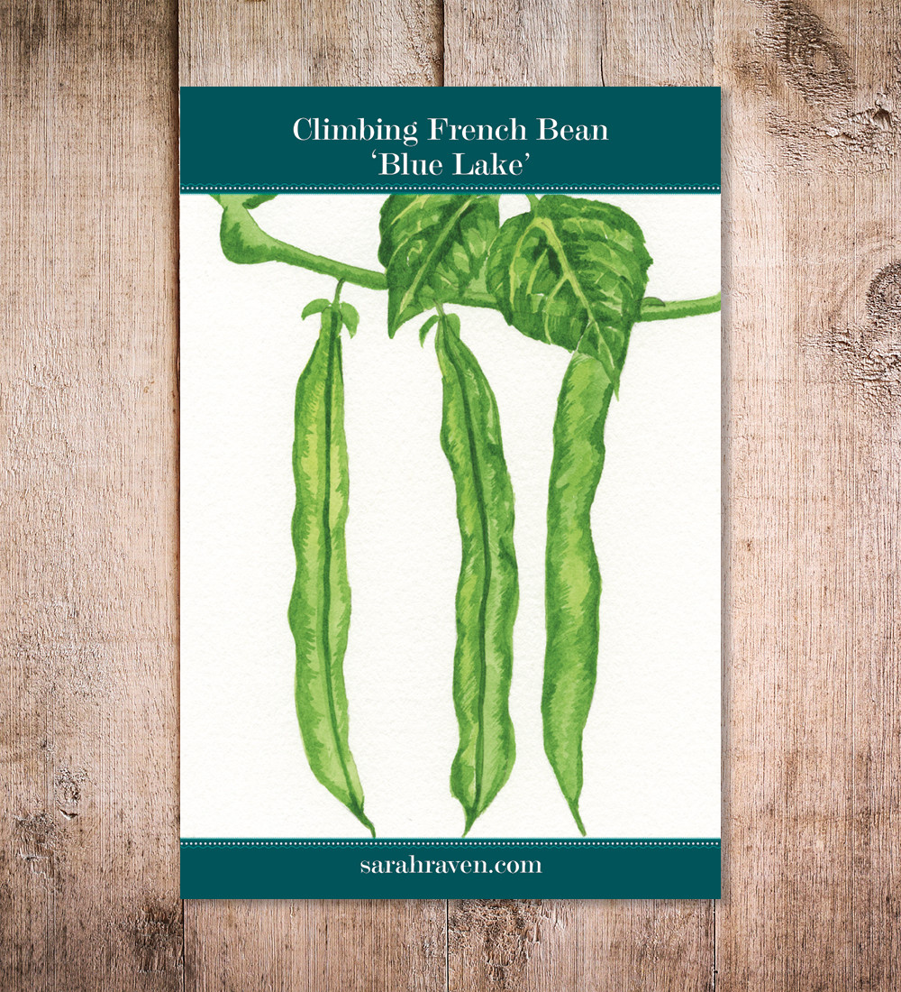 Buy French Bean 'Blue Lake' | Climbing French Bean | Sarah Raven