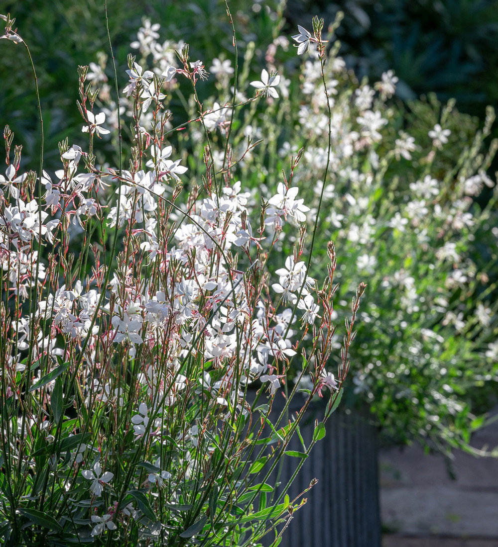 Gaura Collection for Pots | Container Plants | Sarah Raven