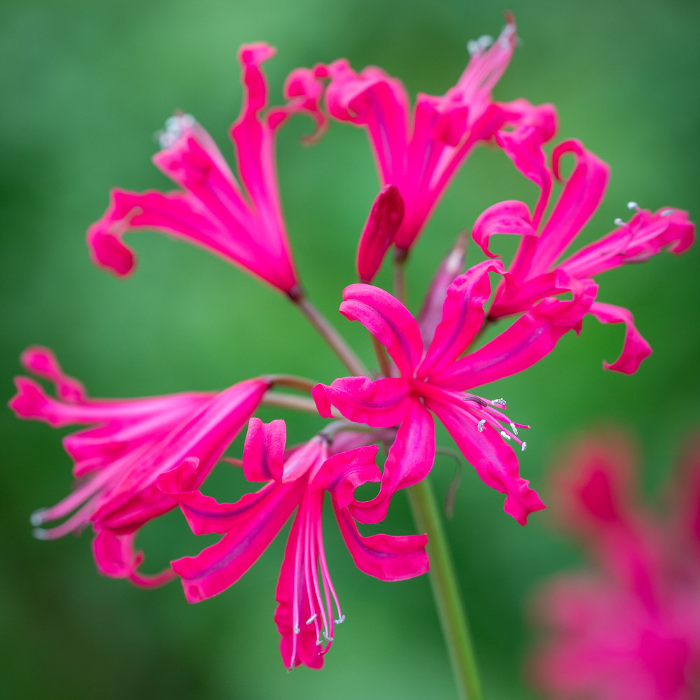 Buy Nerine bowdenii 'Mr Nick' | Bowden Lily | Sarah Raven