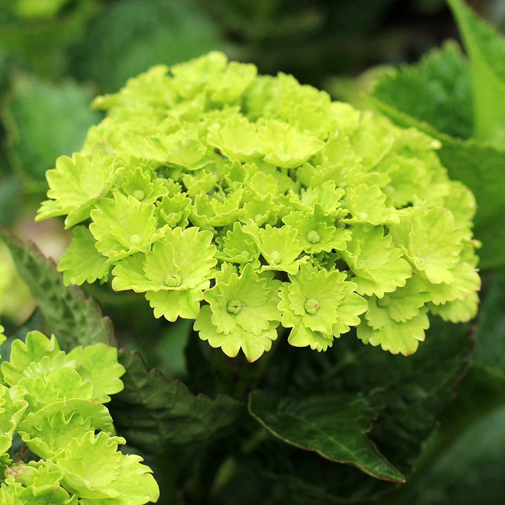 Buy Hydrangea macrophylla 'Rembrandt Vibrant Verde' | Mophead Hydrangea ...