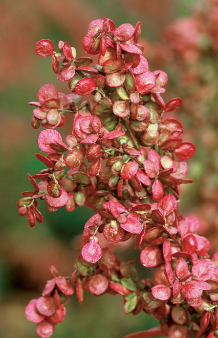 Buy Atriplex hortensis var. rubra | Garden Orache | Sarah Raven