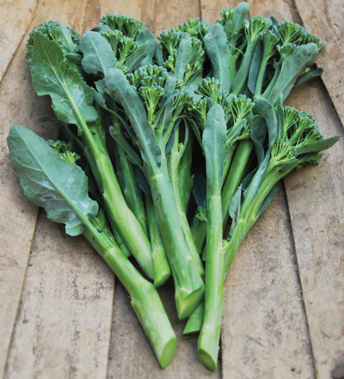 Buy Broccoli 'Brokali Apollo' F1 | Broccoli Seeds | Sarah Raven