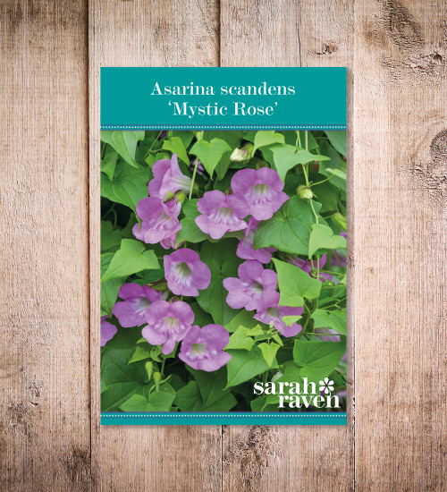 Asarina Seeds Formula Mix Climbing Plants From Seeds