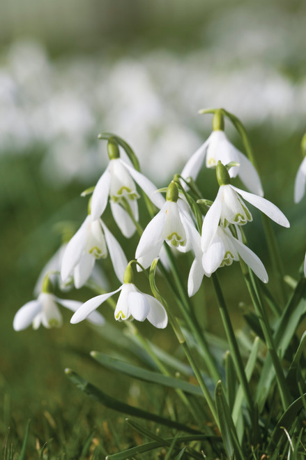 Snowdrop Collection for Naturalising | Sarah Raven