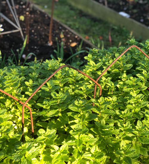 Border Hoops | Garden & Lawn Edging | Sarah Raven