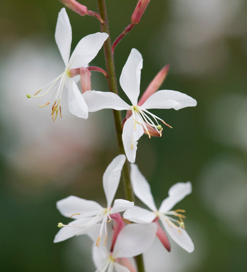 Gaura Collection for Pots | Container Plants | Sarah Raven