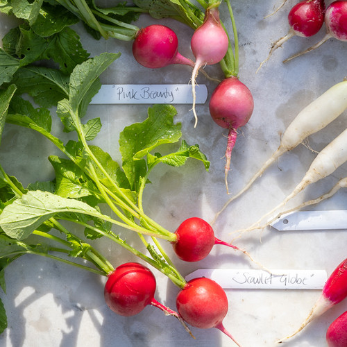 Buy Radish Mix | Radish Seeds | Sarah Raven