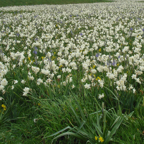 Brighton Gardenscape Mix | Spring-Flowering Bulbs | Sarah Raven