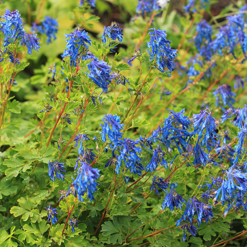 Buy Corydalis calycosa | Hardy Perennials | Sarah Raven