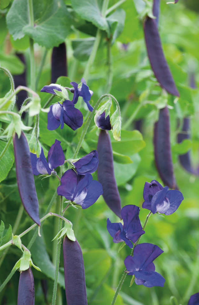Buy Pea 'Blauwschokker' | Pea & Mangetout Seeds | Sarah Raven