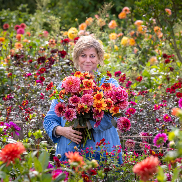 Sarah Raven Exclusives Dahlia Collection | Sarah Raven