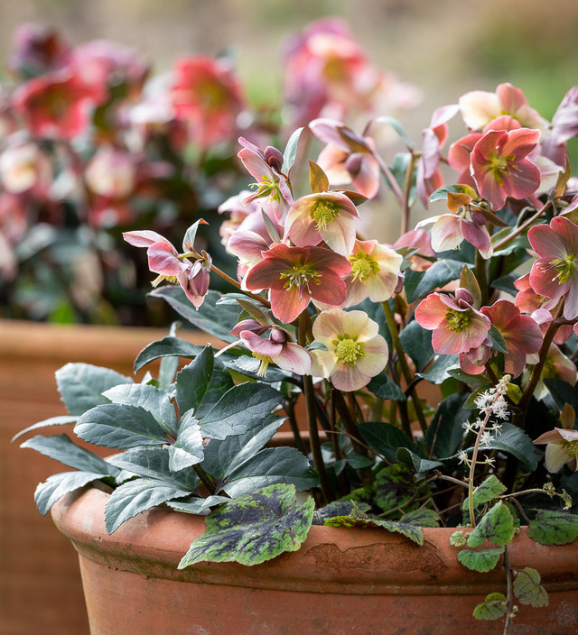 Helleborus x ballardiae 'Merlin' | Snow Roses | Sarah Raven