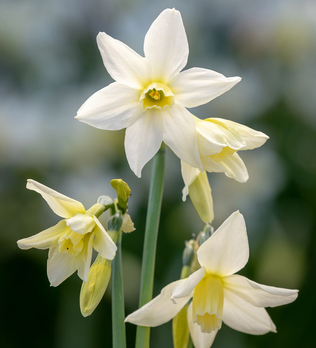 Buy Narcissus 'Toto' Bulbs | Miniature Trumpet Daffodils | Sarah Raven