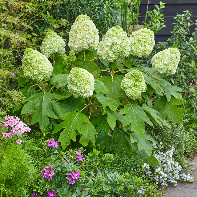 Hydrangea quercifolia 'Tara' | Oak-leaved hydrangea | Sarah Raven