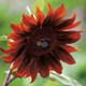 Buy Helianthus annuus 'Claret' F1 | Sunflowers | Sarah Raven