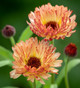Calendula officinalis 'Sunset Buff' | Sarah Raven