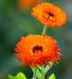 Buy Calendula officinalis 'Neon' | Sarah Raven