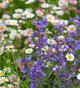 Buy Nepeta x faassenii 'Kit Kat' | Catmint | Sarah Raven