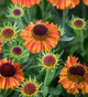 Buy Helenium autumnale 'Short & Sassy' | Sarah Raven