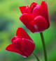 Buy Tulip 'Unique de France' Bulbs | Triumph Tulips | Sarah Raven