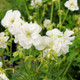 Buy Geranium pratense var. pratense f. albiflorum 'Laura' | Cranesbill ...